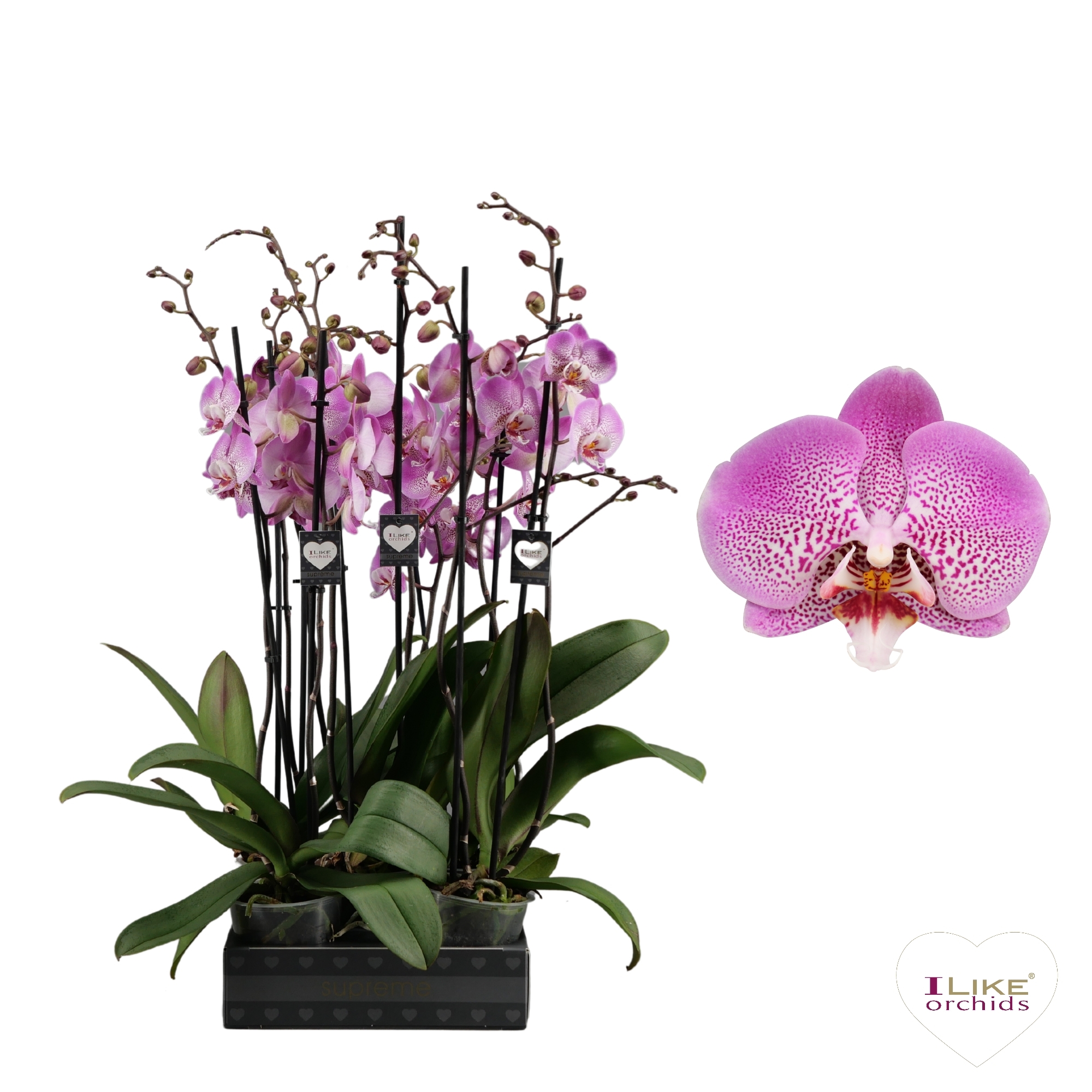 Phalaenopsis Jillion - 2 tak 60cm (1000556255163) - FloraXchange
