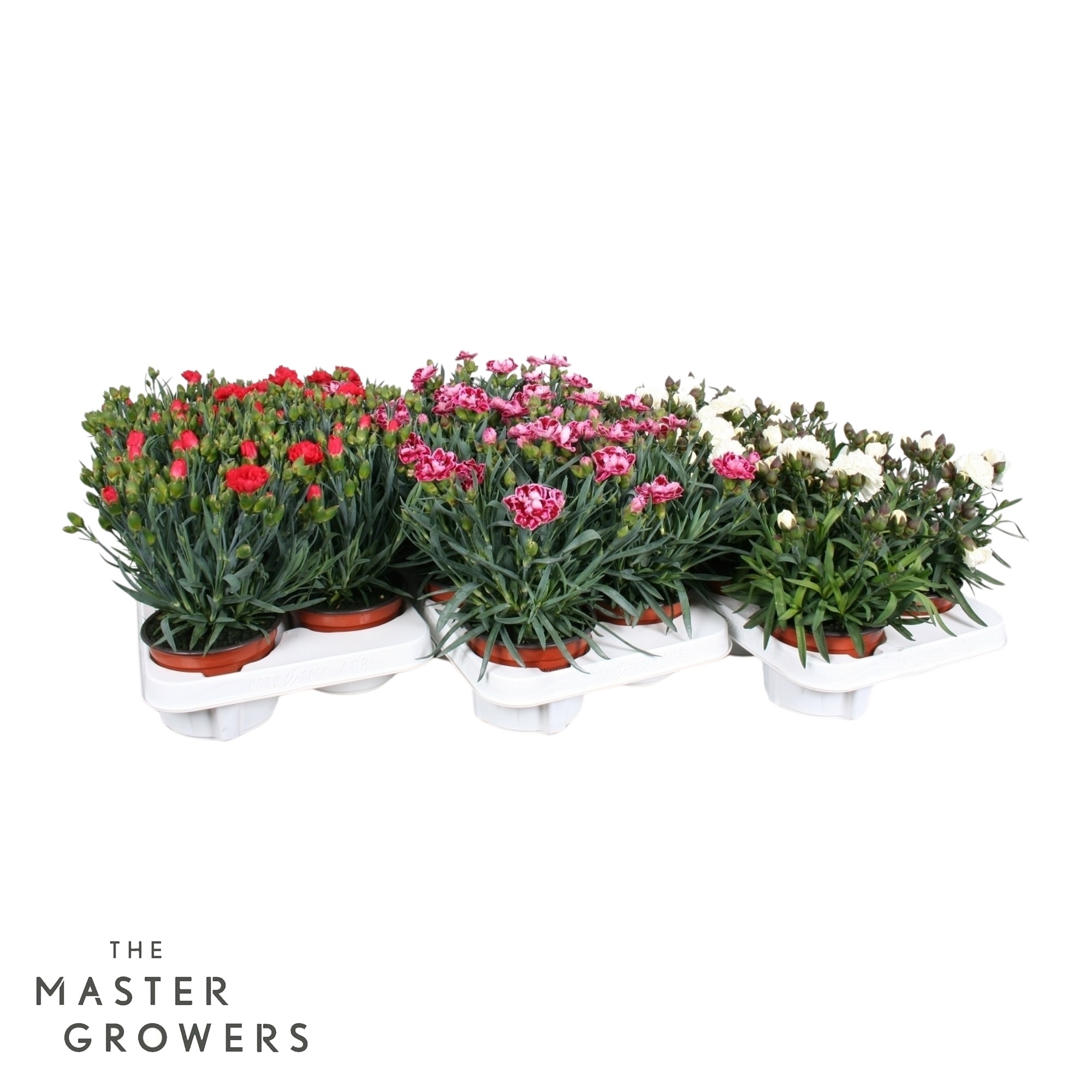 Dianthus caryophyllus divers Mix CC (DIAMIXCC) - FloraXchange