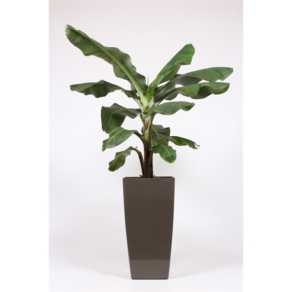 Musa in Piza pot "taupe" (MuDwK40T) - FloraXchange