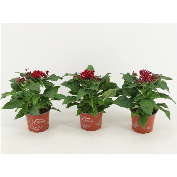 Pentas Graffiti Lipstick (Pen12Lip) - FloraXchange