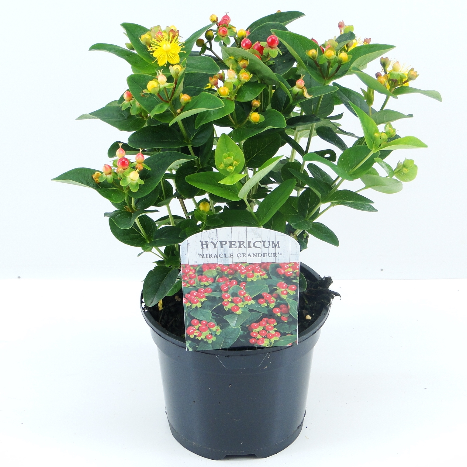 Hypericum Miracle Grandeur (HO HYMGRAN) - FloraXchange