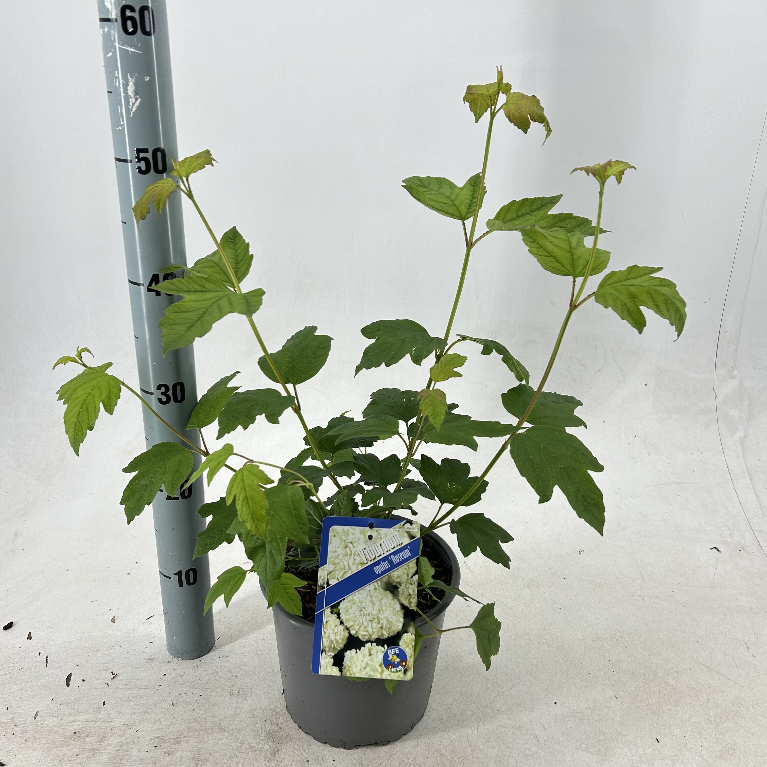 Viburnum opulus 'Roseum' (viorosP17) - FloraXchange