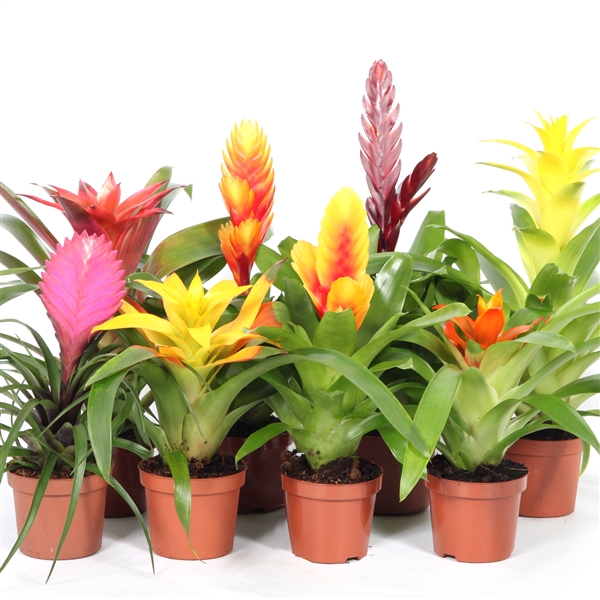 Bromelia cupcake mix compact (BMC-212) - FloraXchange