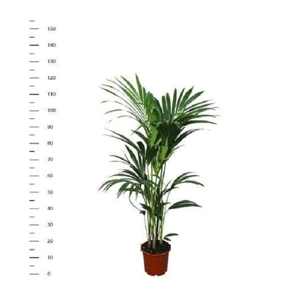 Howea (24120) - FloraXchange