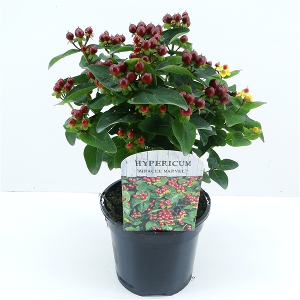 Hypericum Miracle Marvel (HO HYMMAR) - FloraXchange
