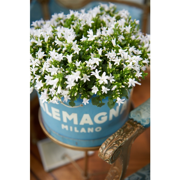 Campanula Ambella White (AC0320410100) - FloraXchange