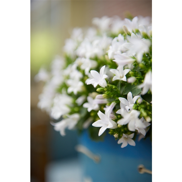 Campanula Ambella White (AC0320410100) - FloraXchange
