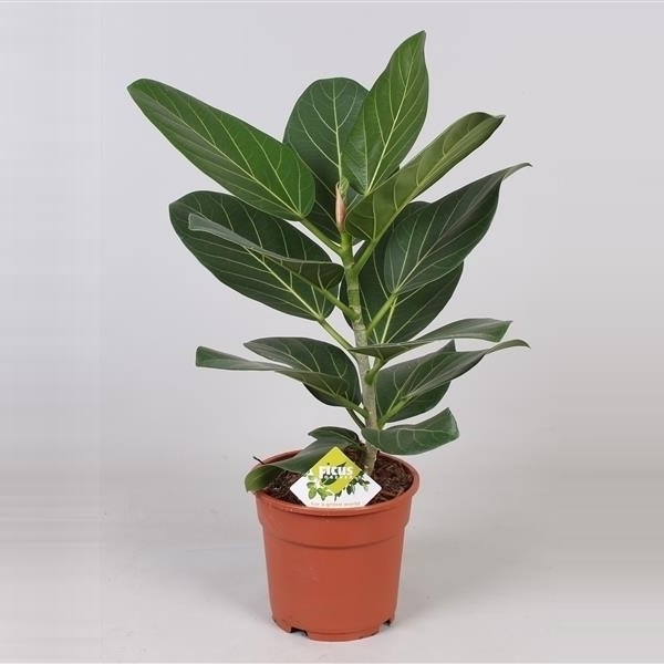 Ficus benghalensis Audrey (1742) - Forever Plants