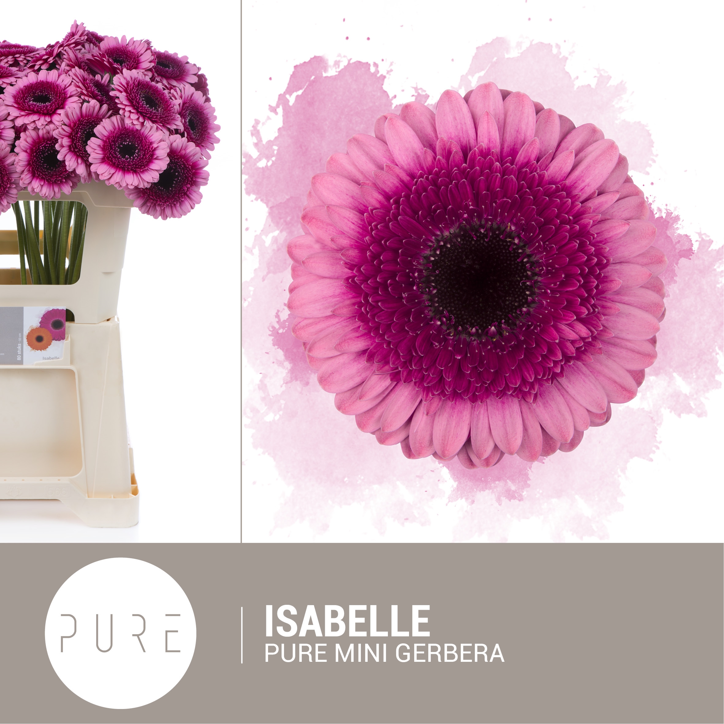 Ge Mi Isabelle op water (23569996) - FloraXchange