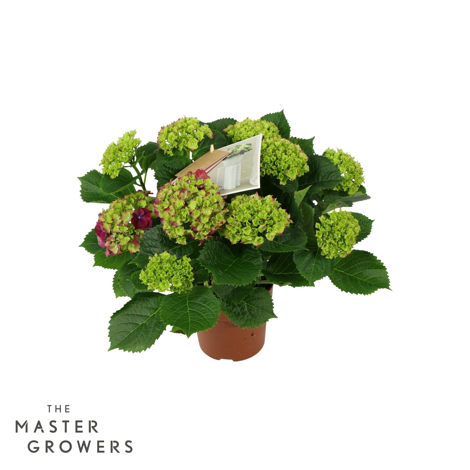 Hydrangea Hi Fire Lila 9/10 flowers (FIREBL9) - FloraXchange
