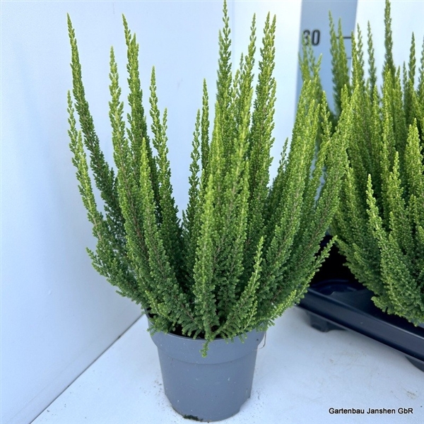 Calluna "Beauty Ladies" Skyline_VERONA_T10,5 (4067) - FloraXchange