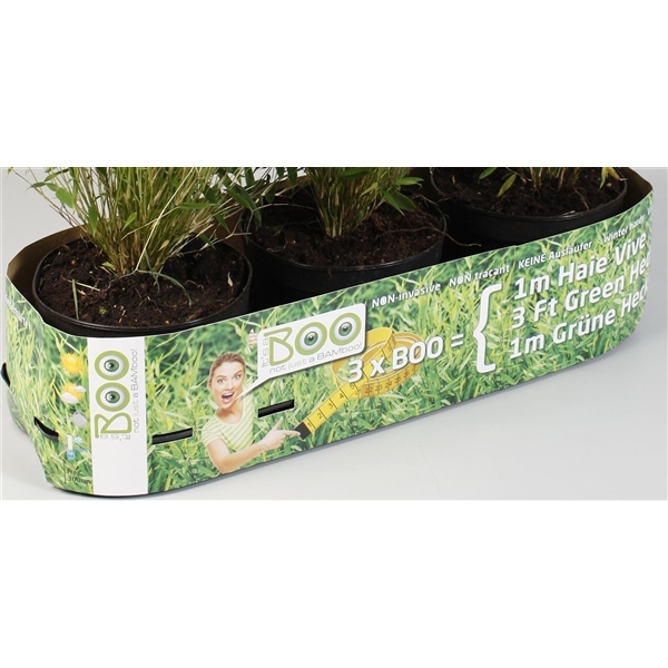 Fargesia BOO-Meter (FA17MTR) - FloraXchange