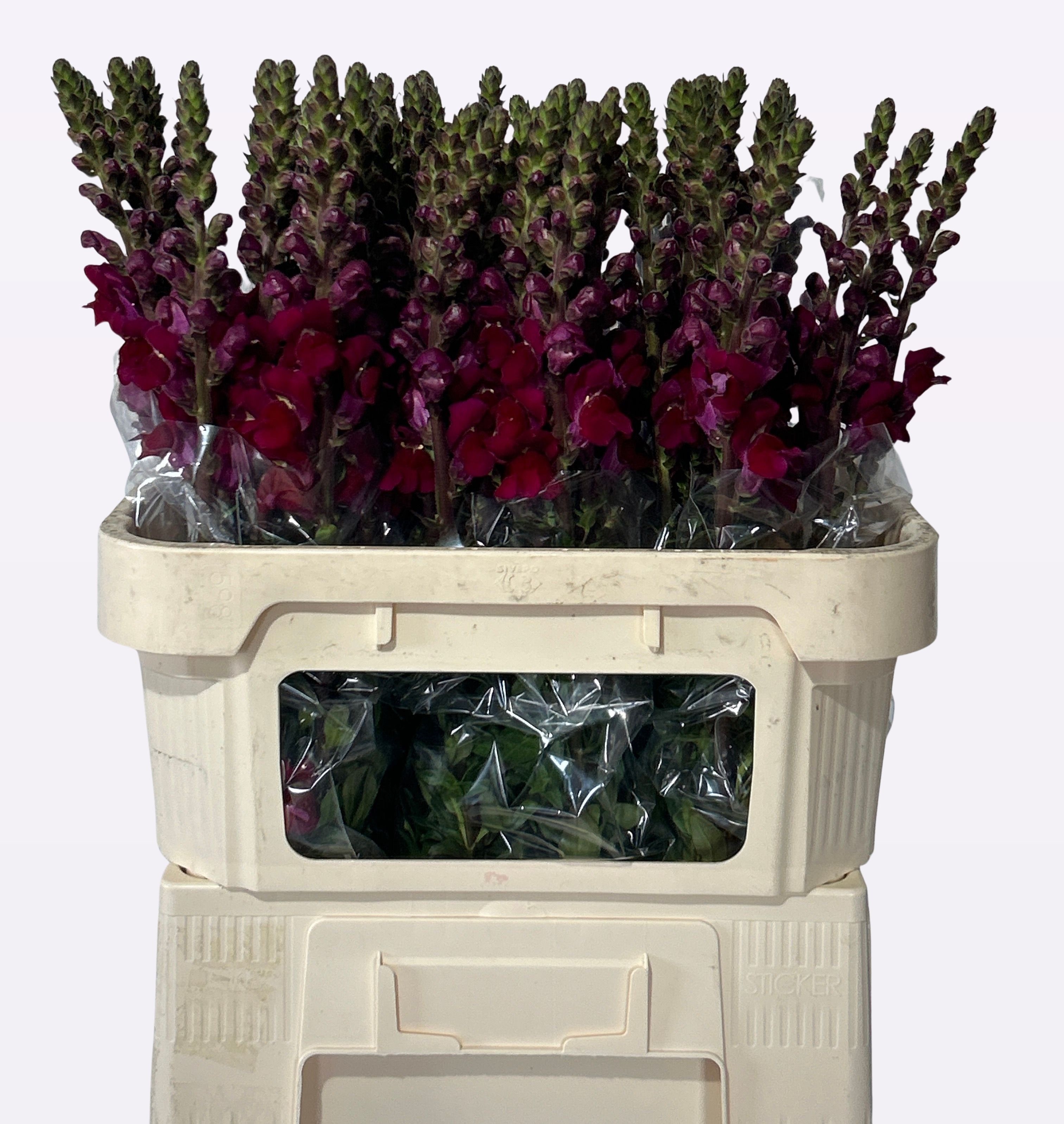 Opus red 09 (Opus red 09) - FloraXchange