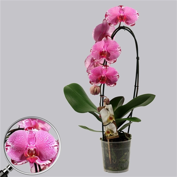 Phalaenopsis cascade 1 tak Thunder (PC1TRPA) - FloraXchange