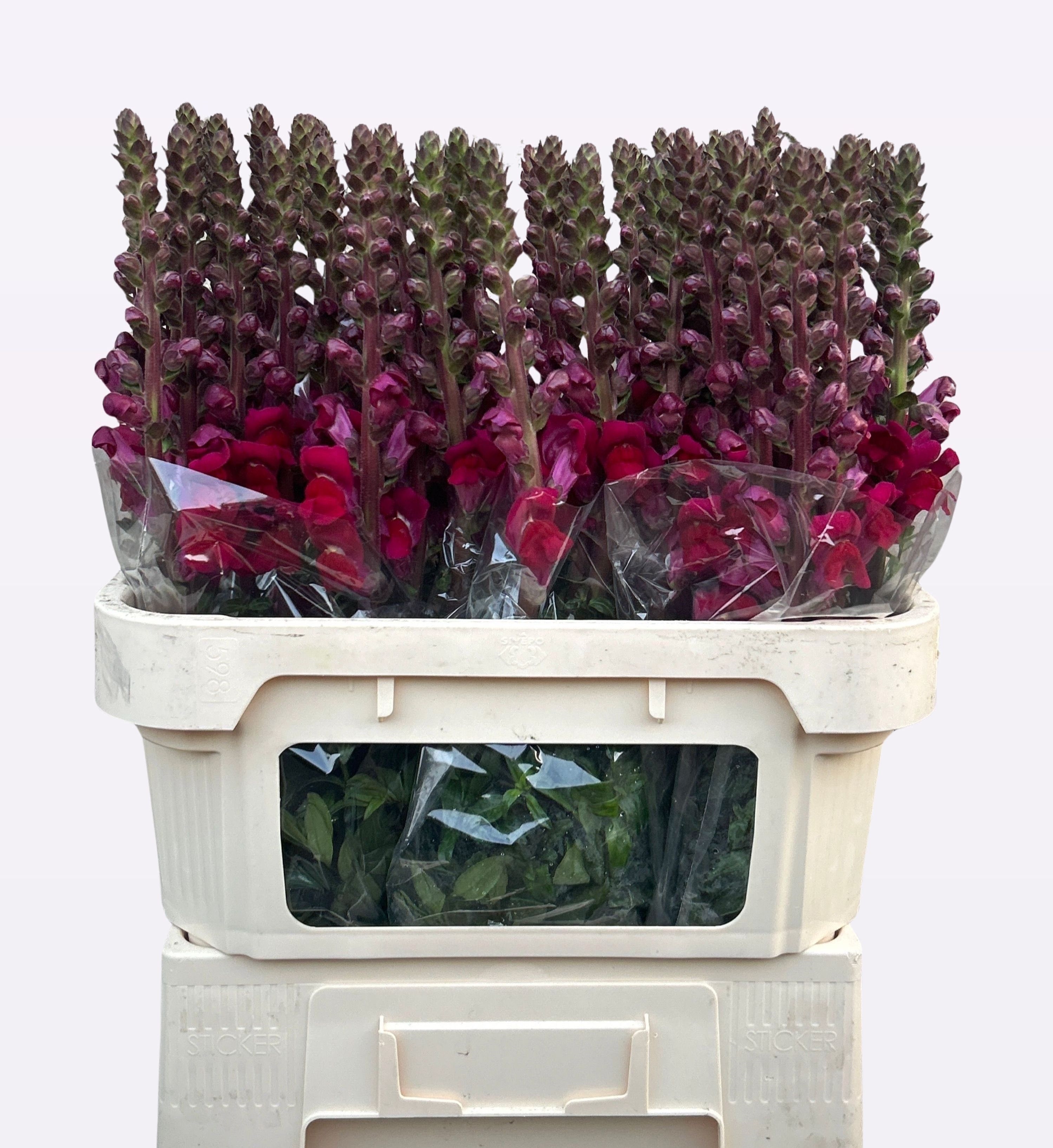 Opus red 09 (Opus red 09) - FloraXchange