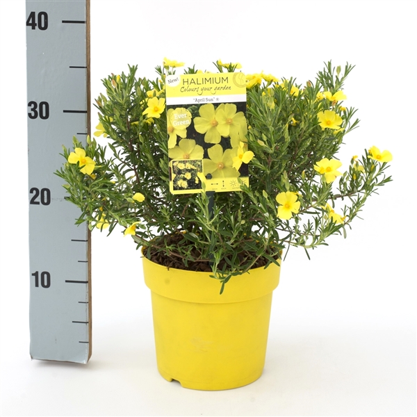 Halimium 'April Sun' ® (Halimium Sun) - FloraXchange