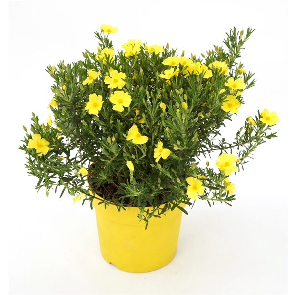 Halimium 'April Sun' ® (Halimium Sun) - FloraXchange