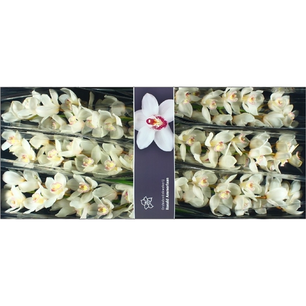 Cymb Tak Antonella x 6 (ANTONELL X 6) - FloraXchange