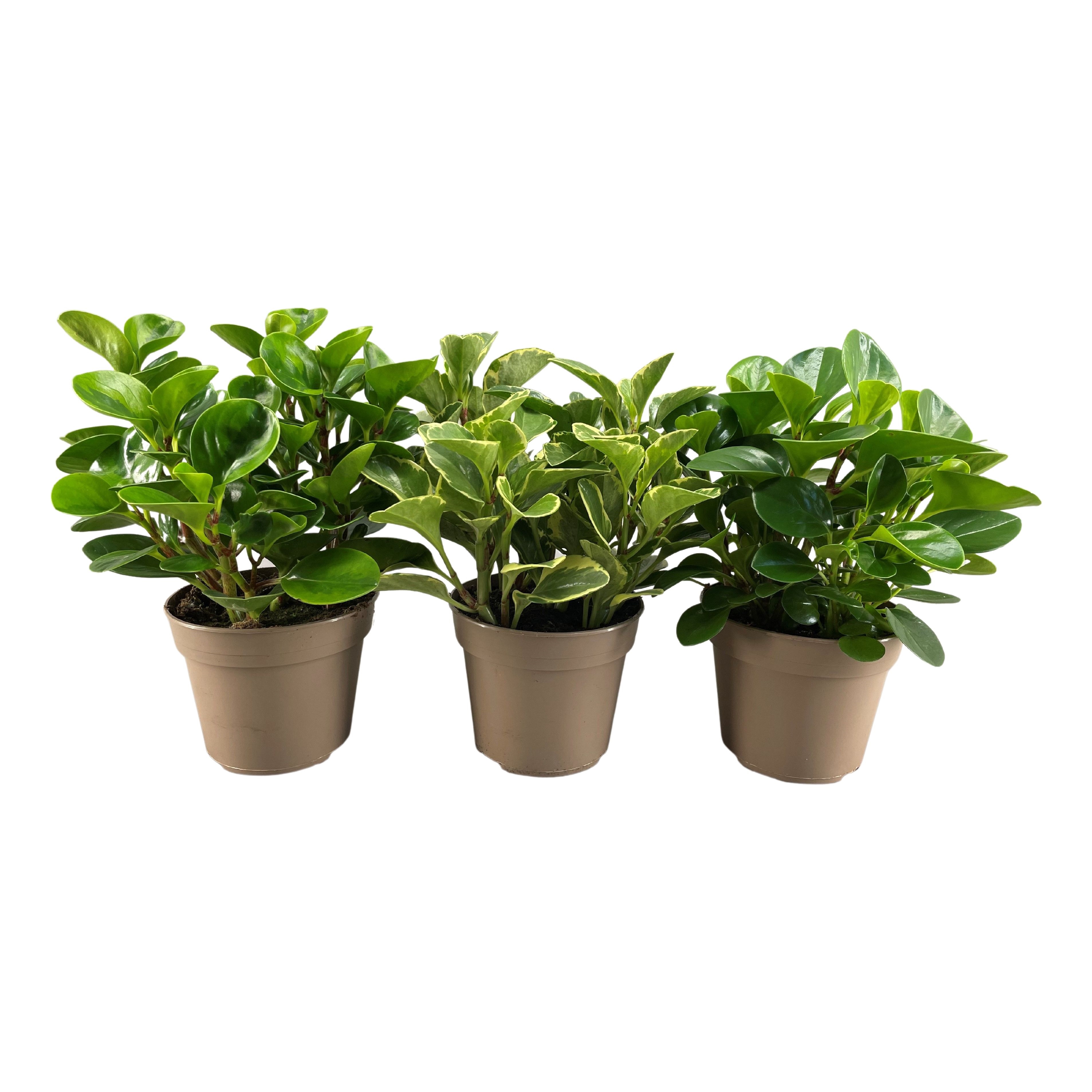 Peperomia Obtusifolia mix (FP012-1716670) - FloraXchange