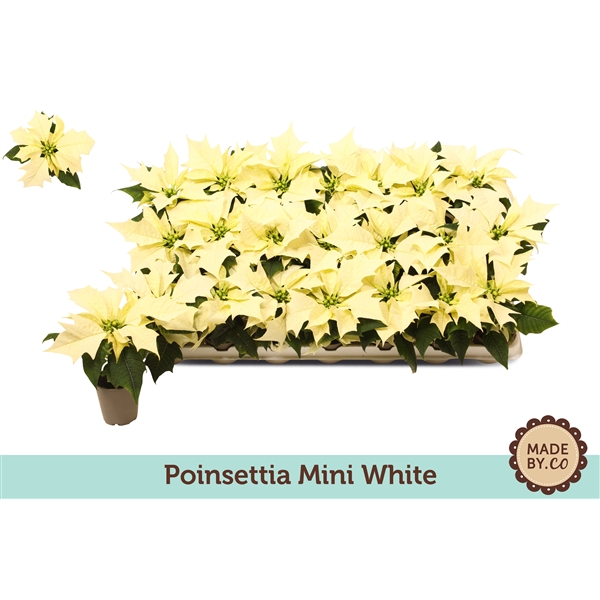 Euph. Poinsettia Mini Alaska White (P6MI102) - FloraXchange