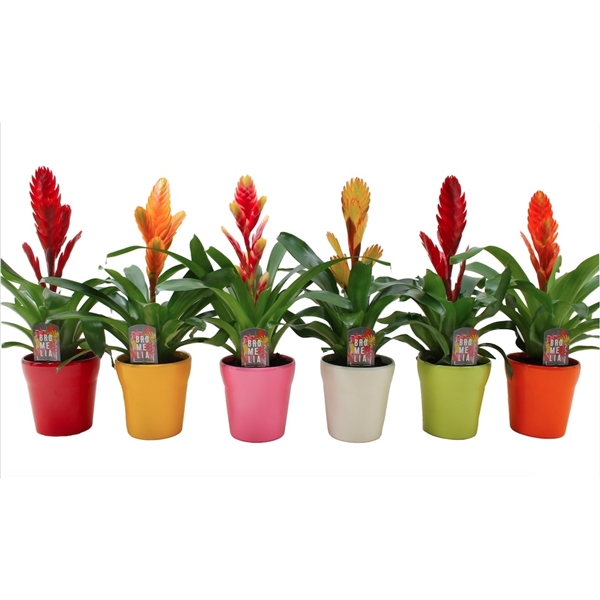 Vriesea Mix in 6 kleuren keramiek (Wit,Rood,Geel,Roze,Lila,Groen,Oranje ...