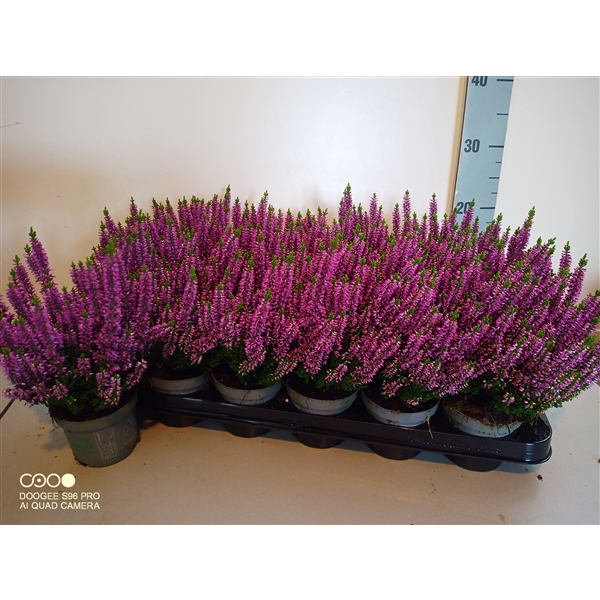 Calluna Beauty Ladies Purple (bl 9 purple) - FloraXchange