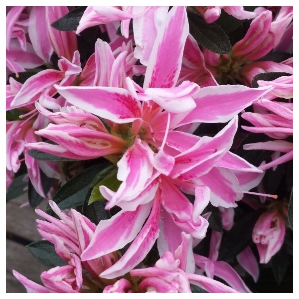 Azalea Japonica kleurtonend - Pink Spider (AJ25KLPS) - FloraXchange