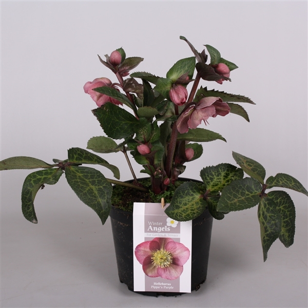 Helleborus Frostkiss Pippa's Purple p19 (H19PIP) - FloraXchange