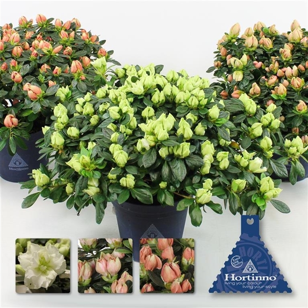 Azalea Hortinno 'Lime Collection' 37cm (15HLC3702) - FloraXchange