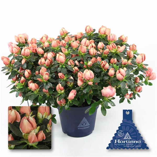 Azalea Hortinno 'Lime Collection' 37cm (15HLC3702) - FloraXchange