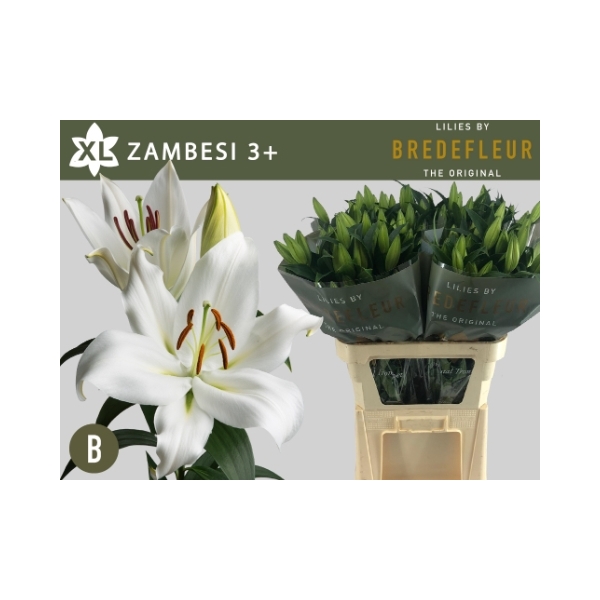 LI OT ZAMBESI 3+ (GM-60706-A) - FloraXchange