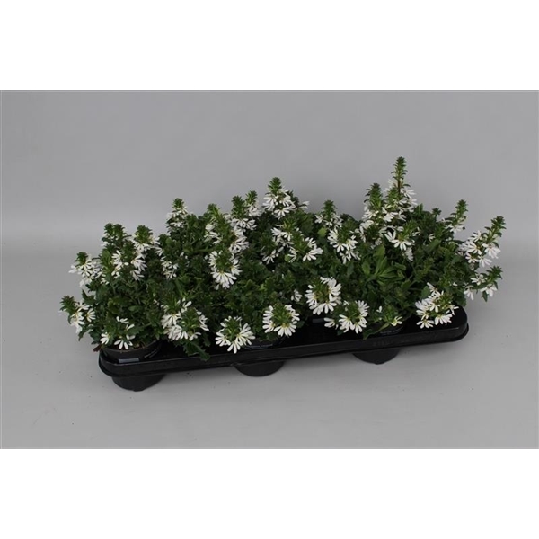Scaevola Mix Layer (SCAMIXLAY) - FloraXchange