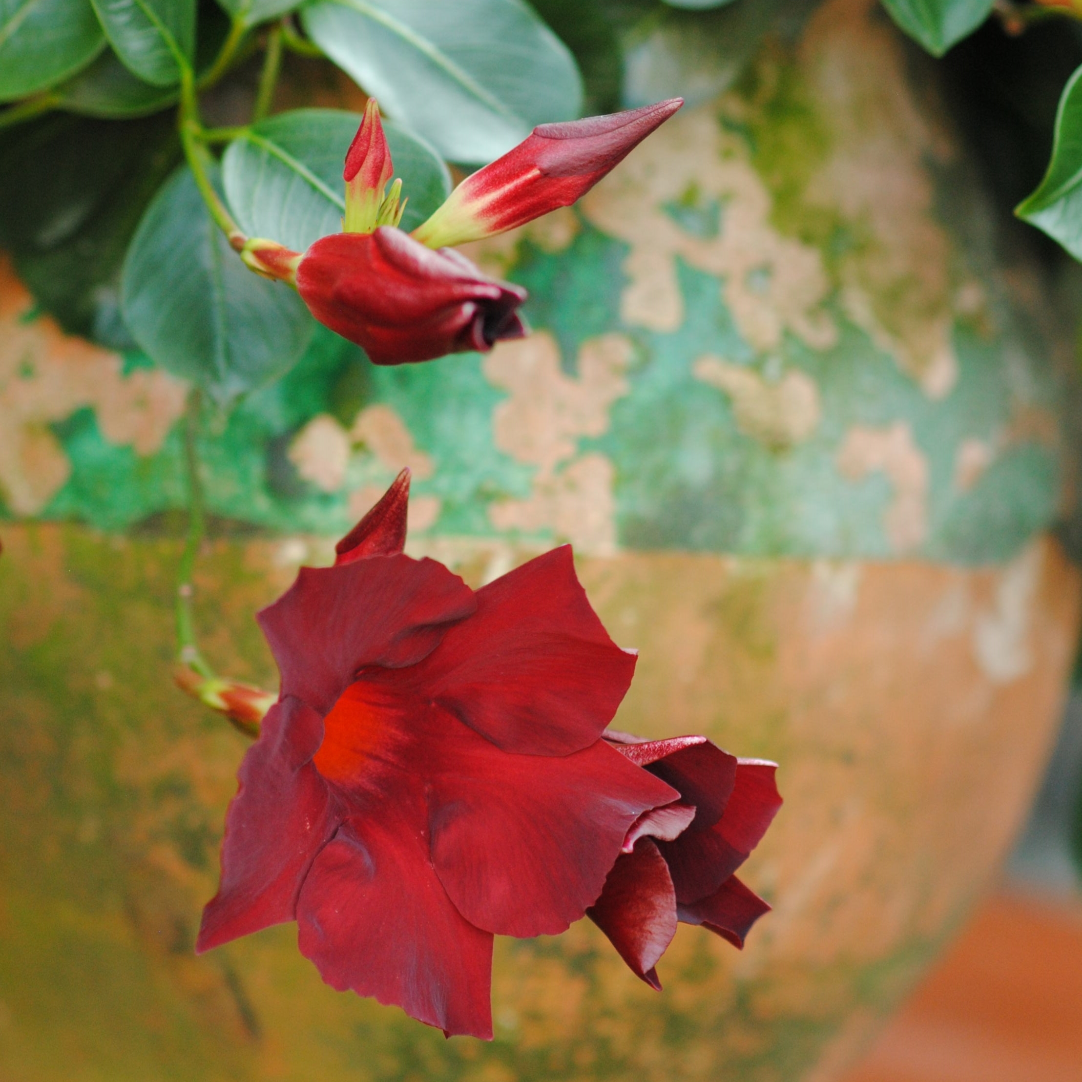 Dipladenia / Mandevilla Dark Red (neerv0015) - FloraXchange