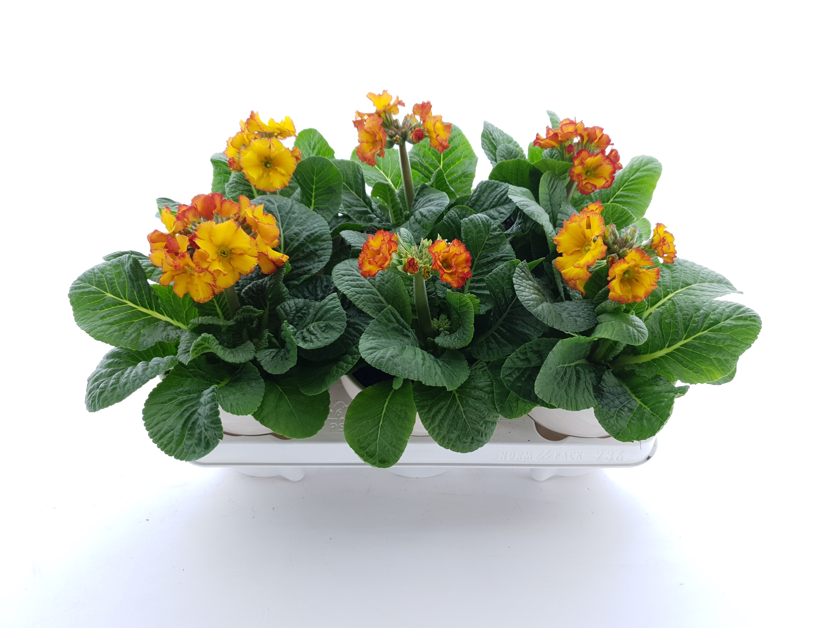 Primula elatior Sibel scarlet yellow graniet (1700) - FloraXchange