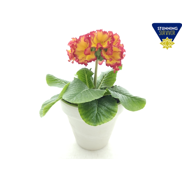 Primula elatior Sibel scarlet yellow graniet (1700) - FloraXchange