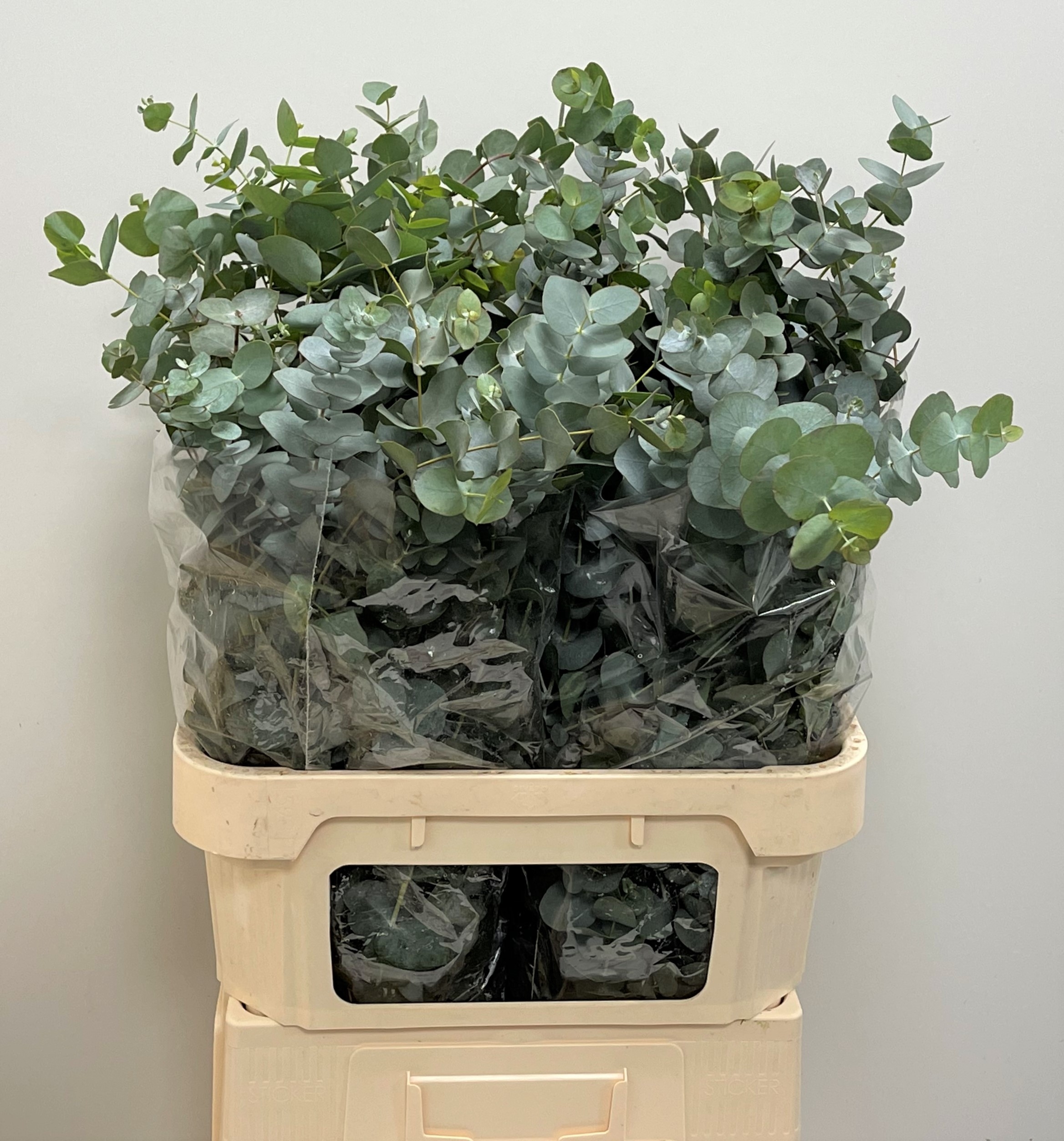 EUC PB CINEREA (59f159d9126bf) - FloraXchange