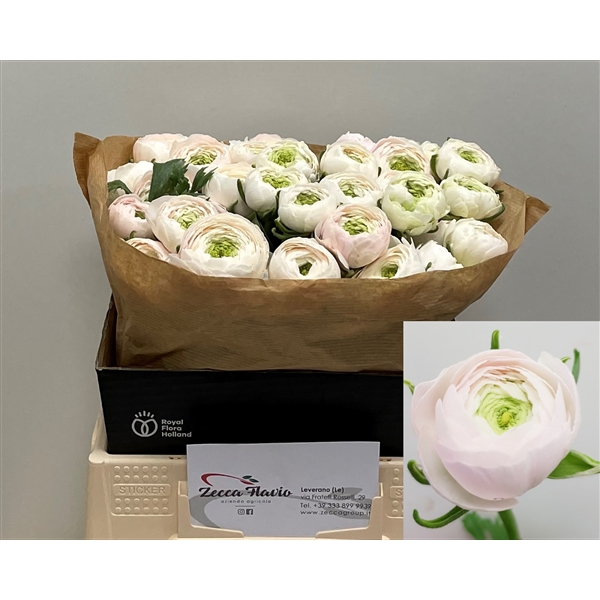 RAN SU HANOI 2022 (29a7b23cd5da6) - FloraXchange