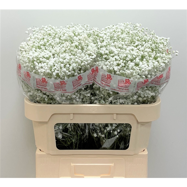 GYPS PA COSMIC (edfcb246a62df) - FloraXchange