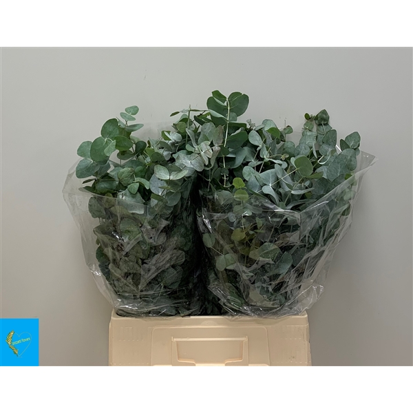 EUC CINEREA PER BOS (fa3699841157f) - FloraXchange