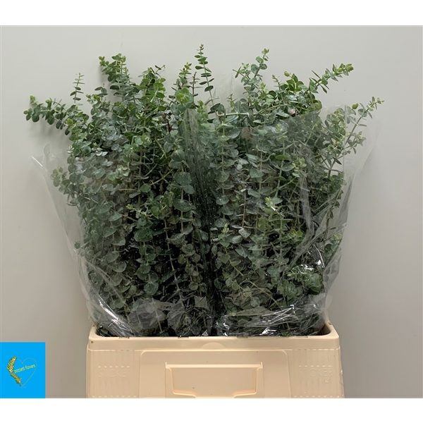 EUC BABY BLUE 2x5 (9b967bf037925) - FloraXchange