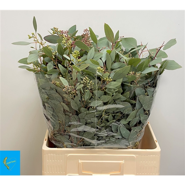 EUC TER POPULUS BES (1ae0dfa2ddd2a) - FloraXchange