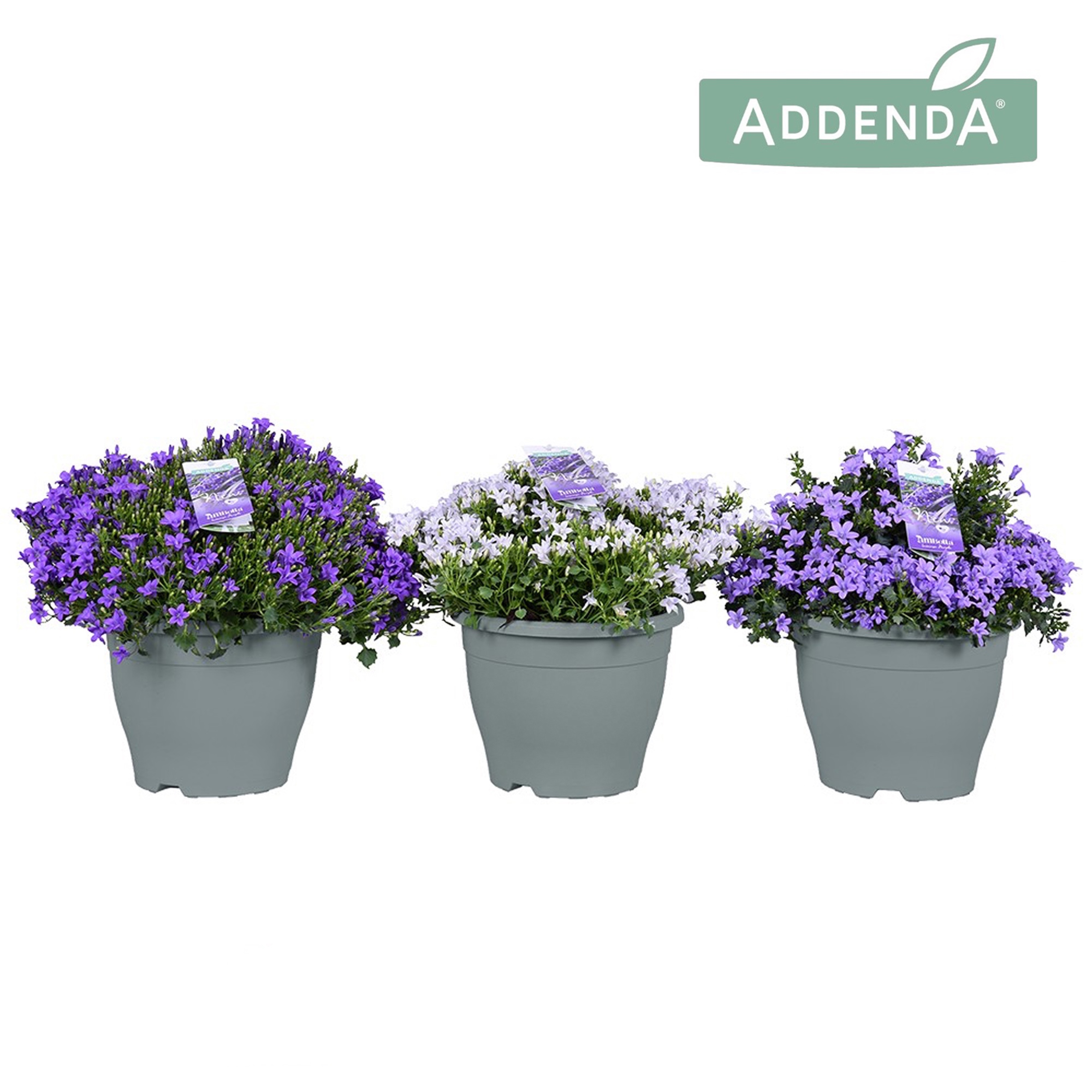 Campanula Ambella® in patiopot Mix (AC1020225300) - FloraXchange