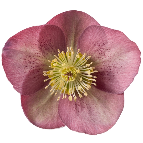 Helleborus Frostkiss Pippa's Purple p19 (H19PIP) - FloraXchange