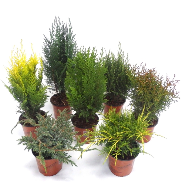 Coniferen mix (4286 x 10) - FloraXchange