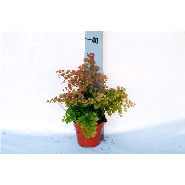 Adiantum Tenerum 'Scutum Roseum' (Pink Maidenhair) (ASR12) - FloraXchange