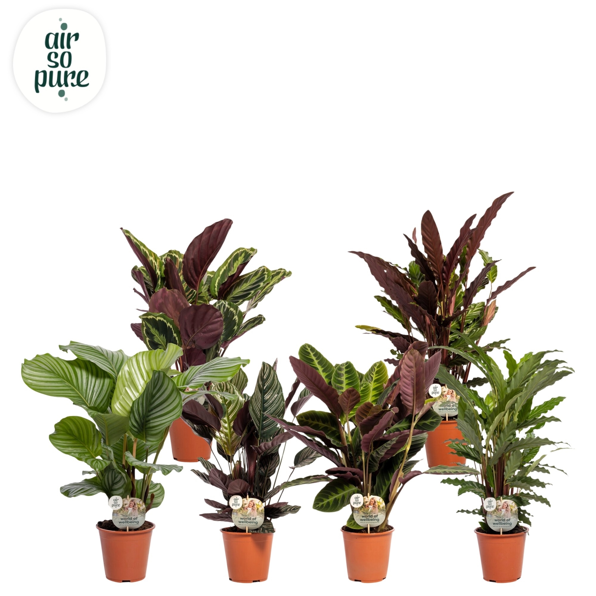 Calathea gemengd Air So Pure (FP029-06000) - FloraXchange
