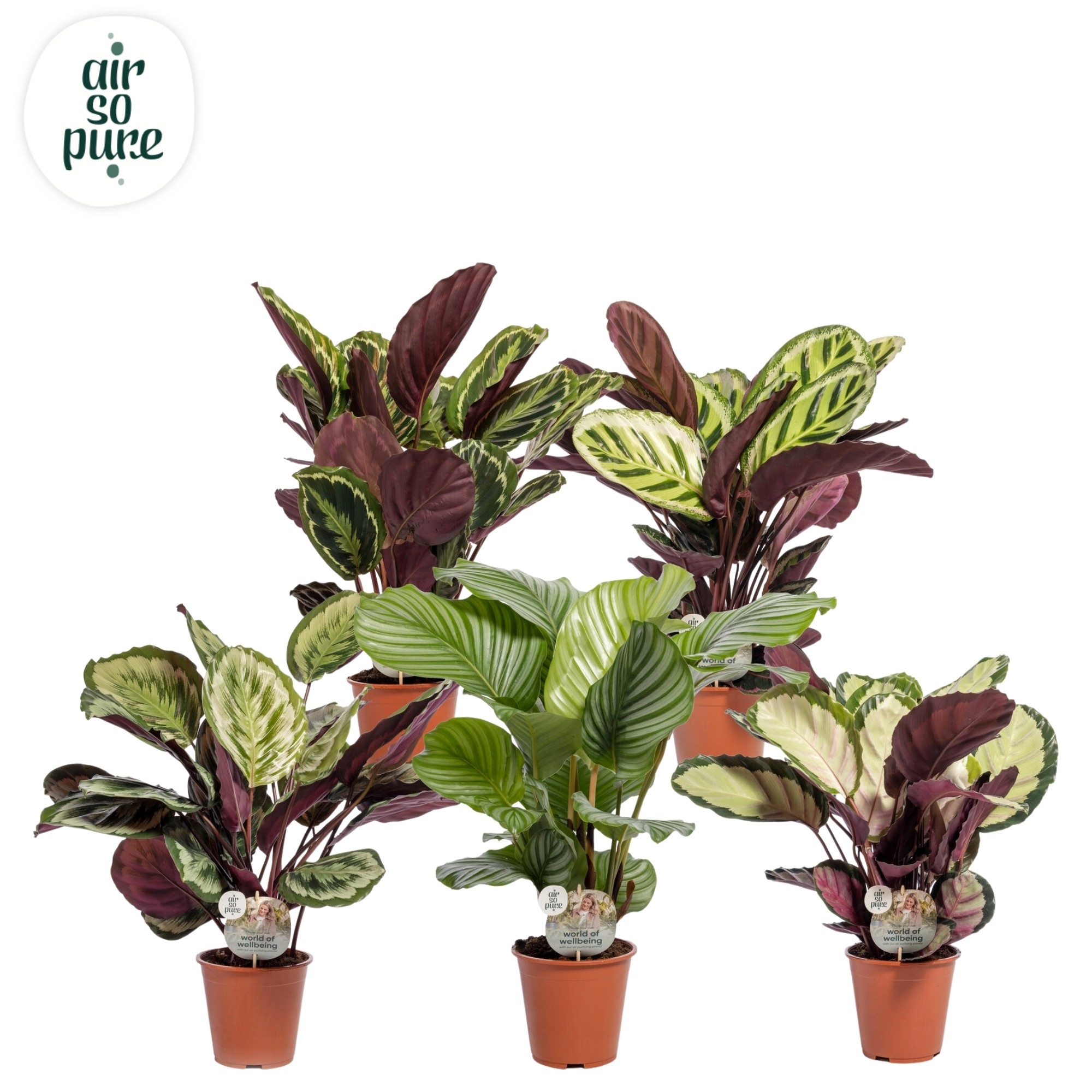 Calathea rosea-picta gemengd (FP029-01910) - FloraXchange