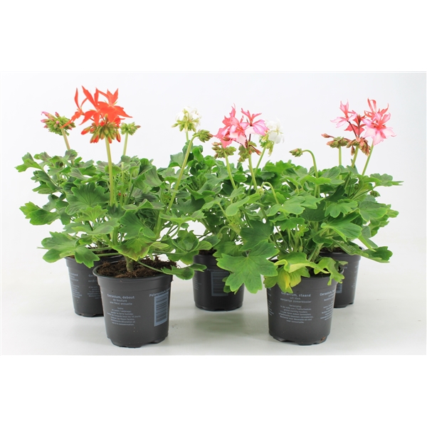 Fireworks Geranium Mix (8979wiltMIXFI) - FloraXchange