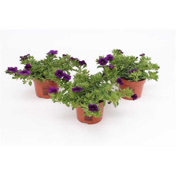 Calibrachoa Dark Blue (CALMINBLU) - FloraXchange