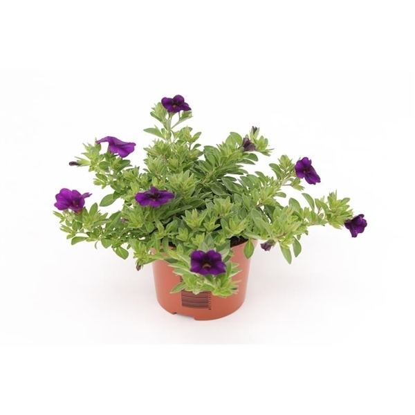 Calibrachoa Dark Blue (CALMINBLU) - FloraXchange